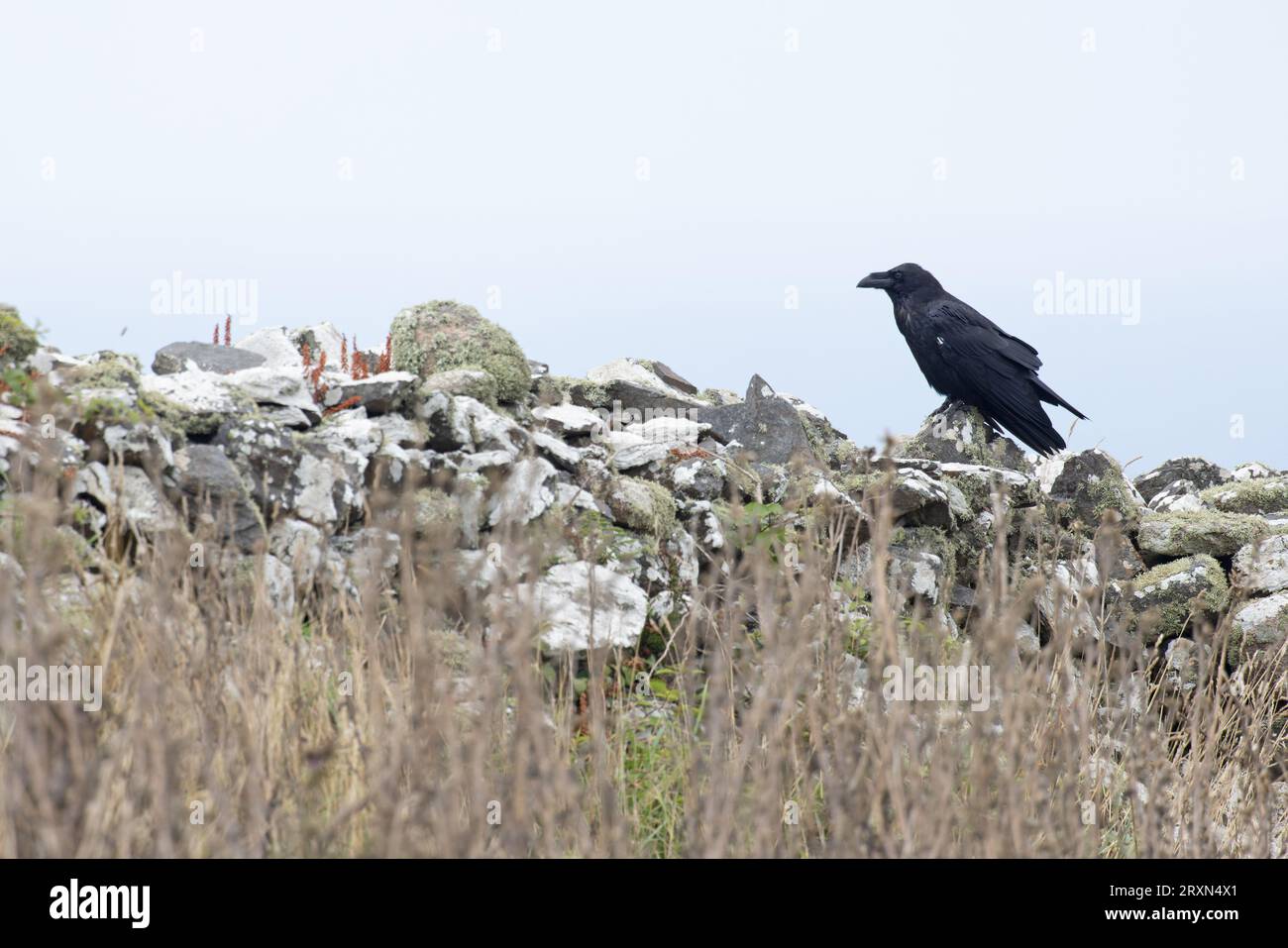 Northern Raven (Corvus corax) Cornwall August 2023 Stock Photo - Alamy