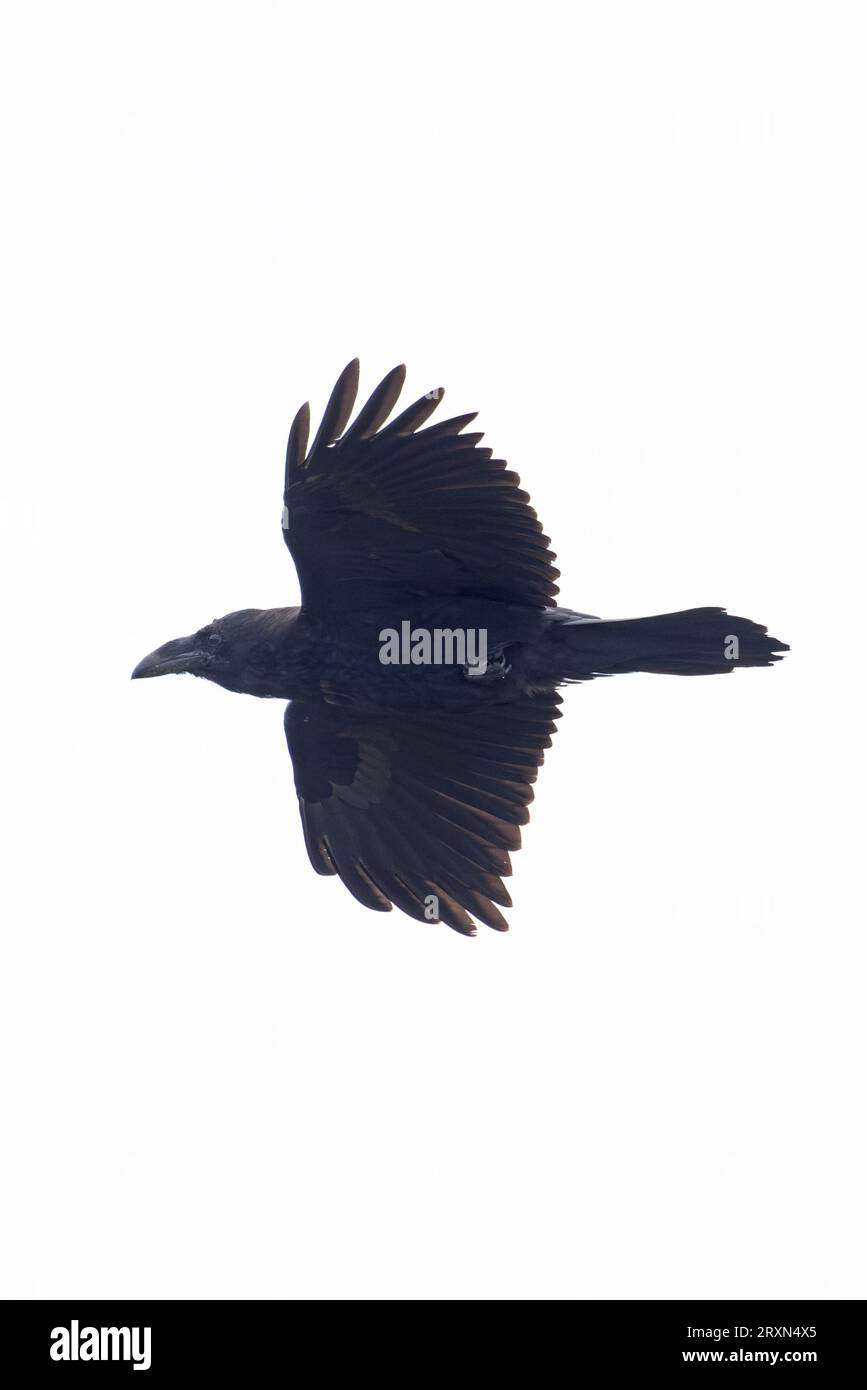 Northern Raven (Corvus corax) Cornwall August 2023 Stock Photo - Alamy