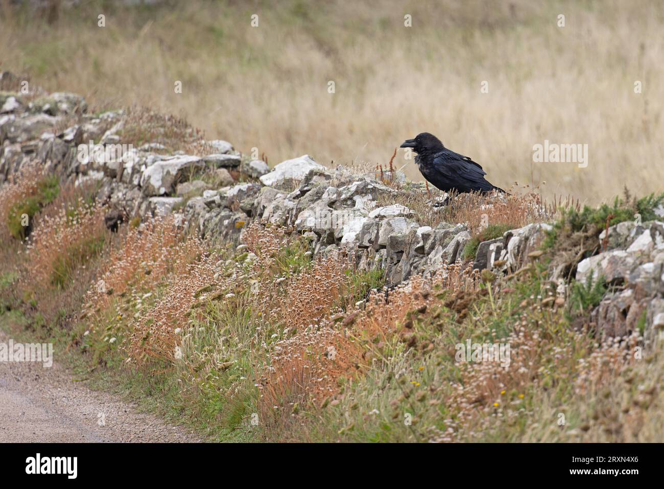 Northern Raven (Corvus corax) Cornwall August 2023 Stock Photo - Alamy