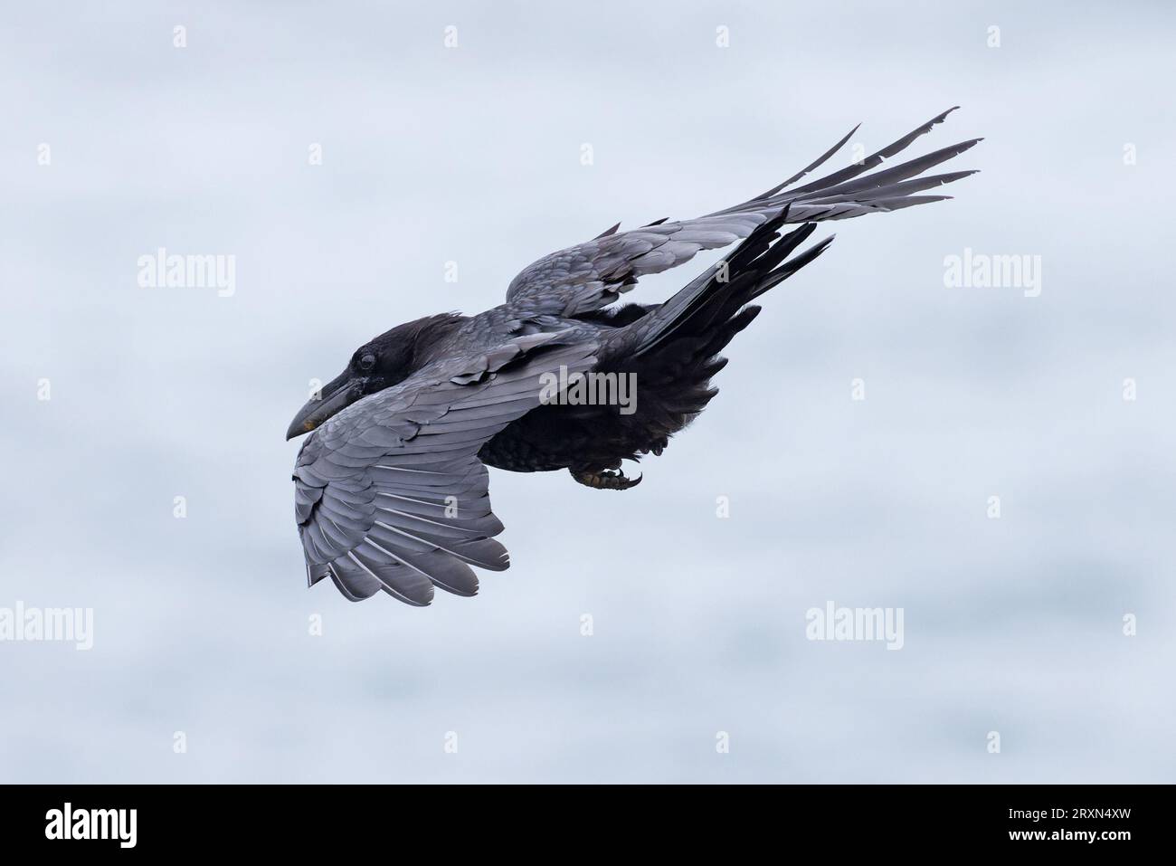 Northern ravens hi-res stock photography and images - Alamy