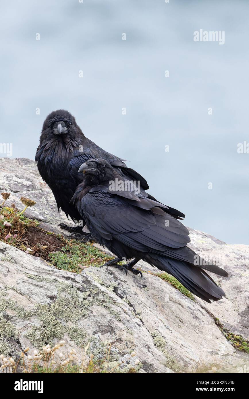 Northern Raven (Corvus corax) Cornwall August 2023 Stock Photo - Alamy