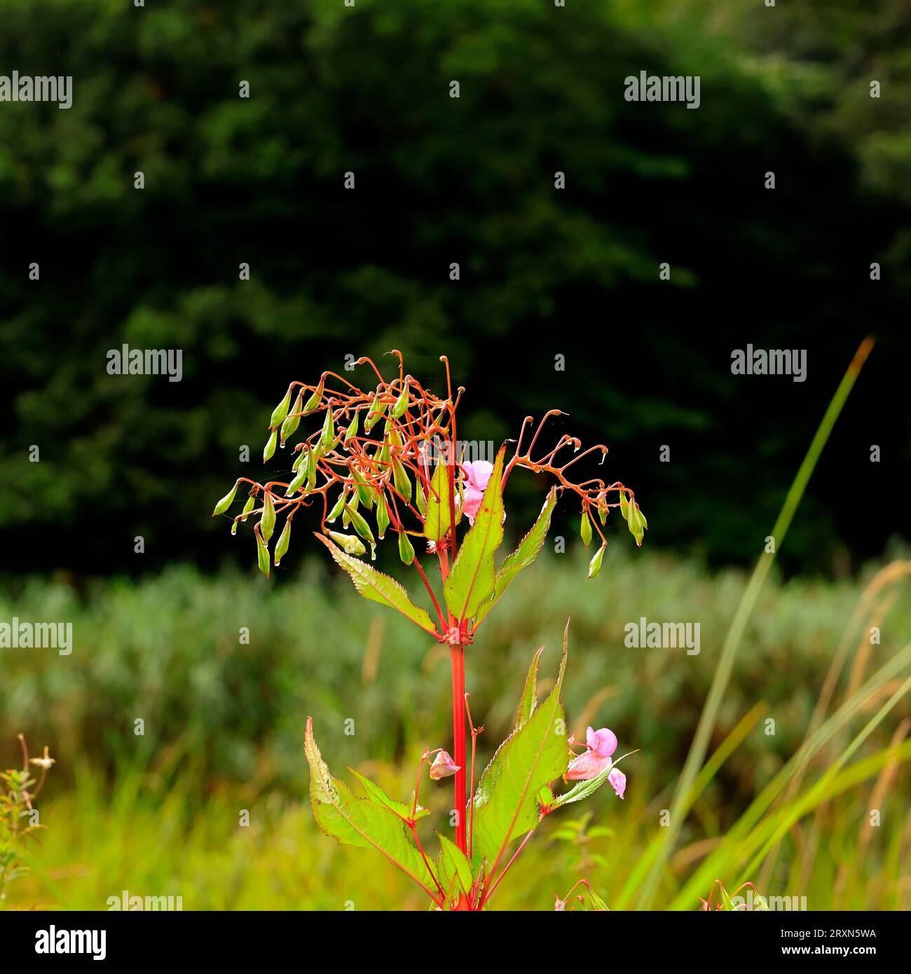 Seed pods and flowers of Himalayan balsam, Indian balsam - Impatiens ...