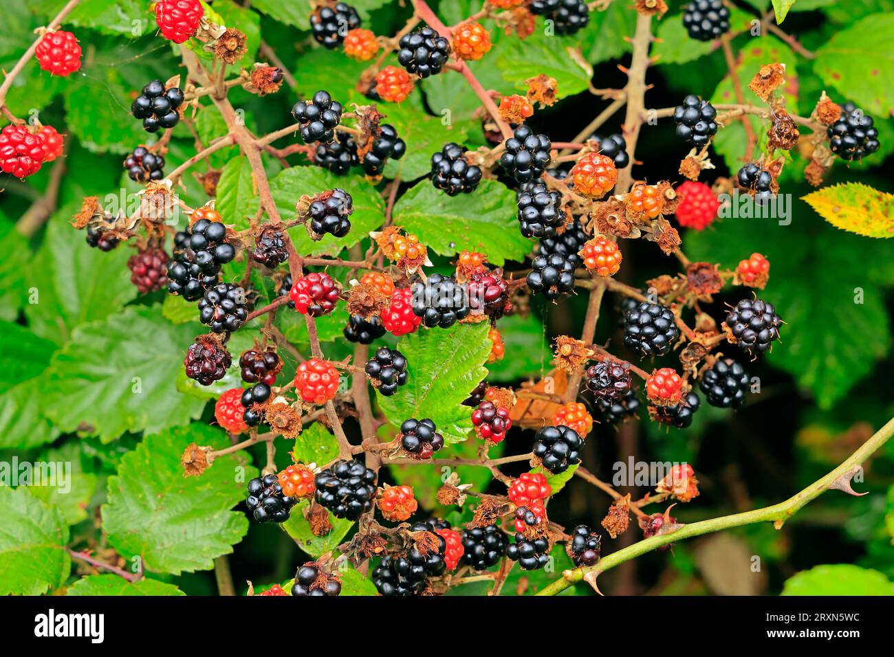 Blackberries ripening in hedgerow, Cardiff, Taken September 2023 Stock ...
