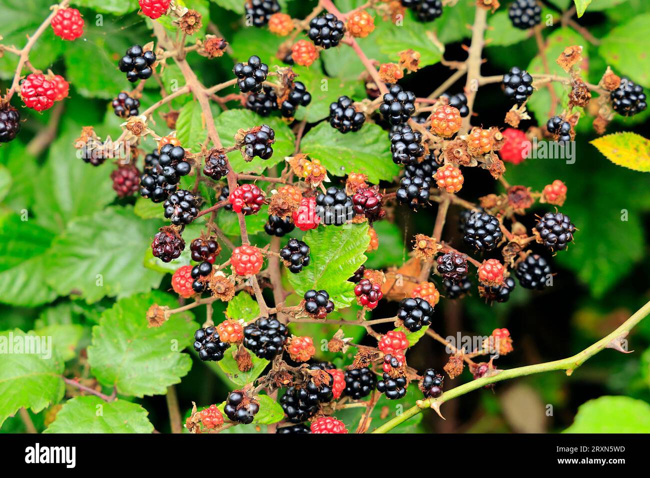 Blackberries ripening in hedgerow, Cardiff, Taken September 2023 Stock ...