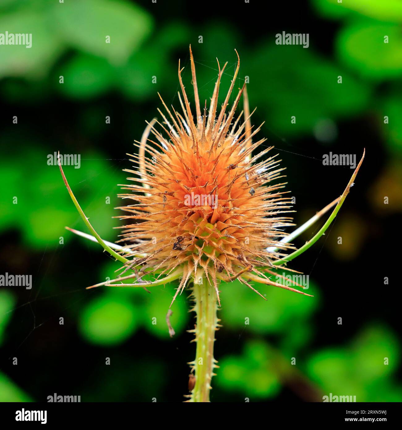 Single seed head of common teasel (Dipsacus fullonum) . Family ...