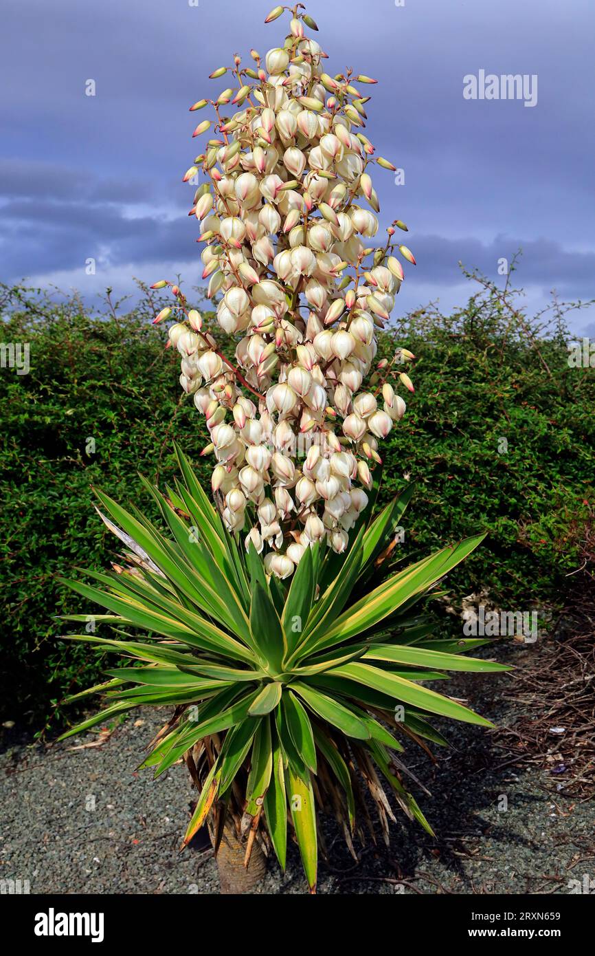 Yucca gloriosa variegata - Spanish Dagger. Cardiff Bay barrage . Taken ...