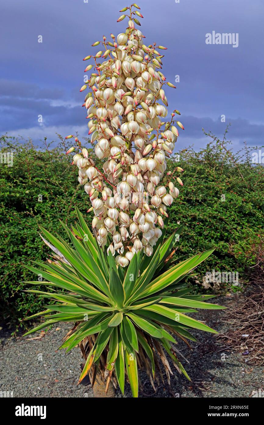 Yucca gloriosa variegata - Spanish Dagger. Cardiff Bay barrage . Taken ...
