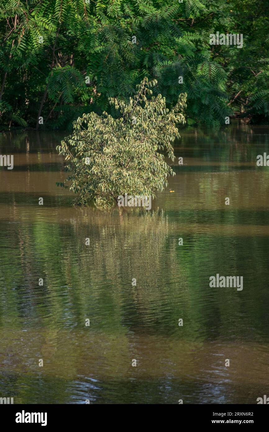 Landscape ,flood and reflection of the trees Stock Photo - Alamy