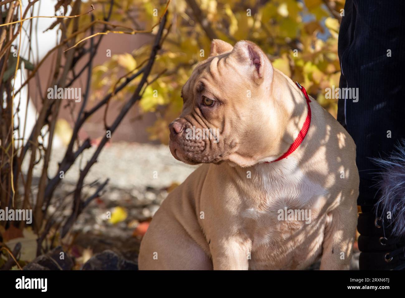Portrait of an American Bully puppy sitting next to the owner, breeder ...