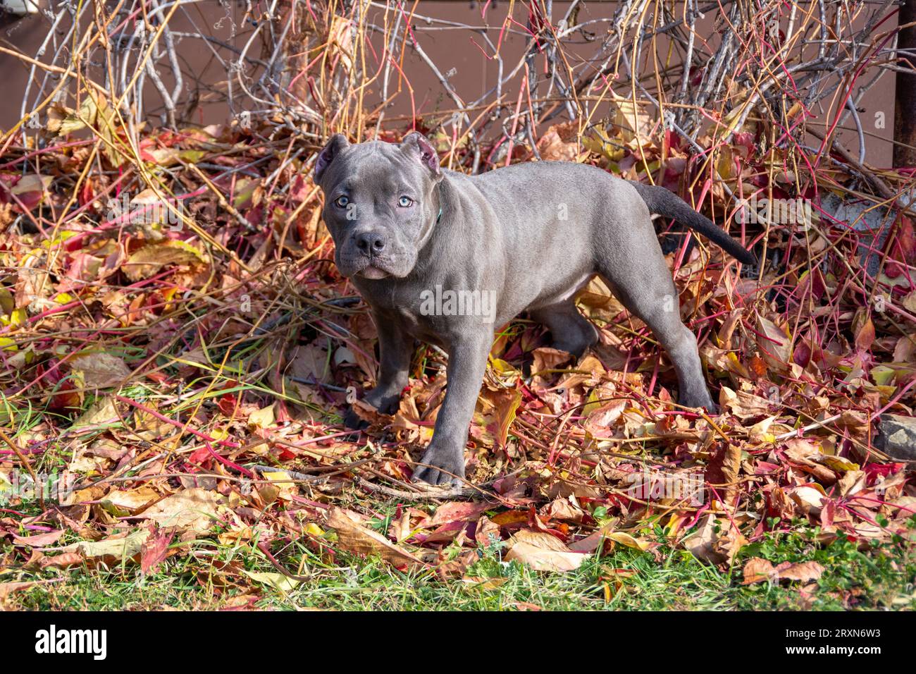 American bully walking hi-res stock photography and images - Alamy