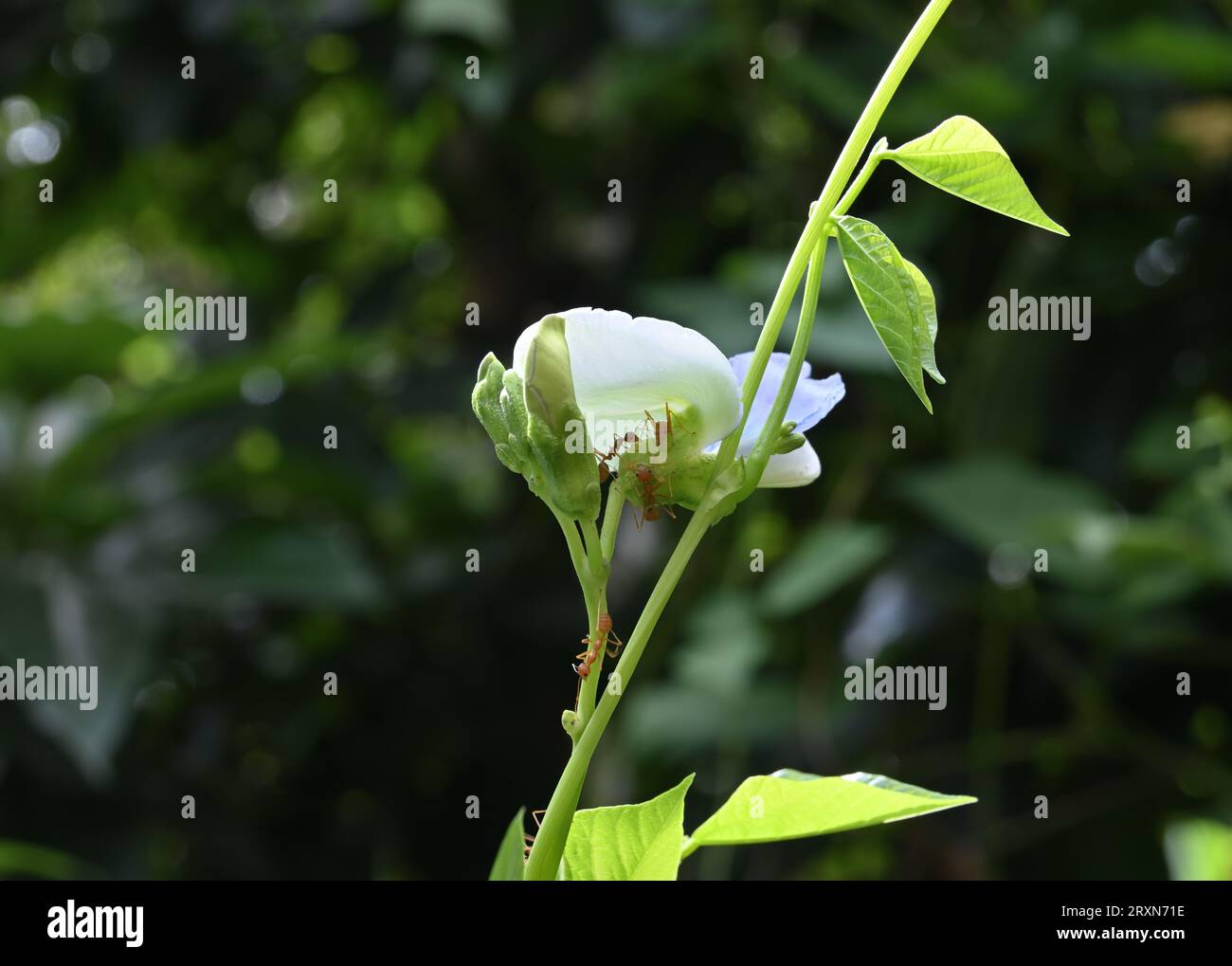 A side view of a winged bean vine (Psophocarpus Tetragonolobus ...