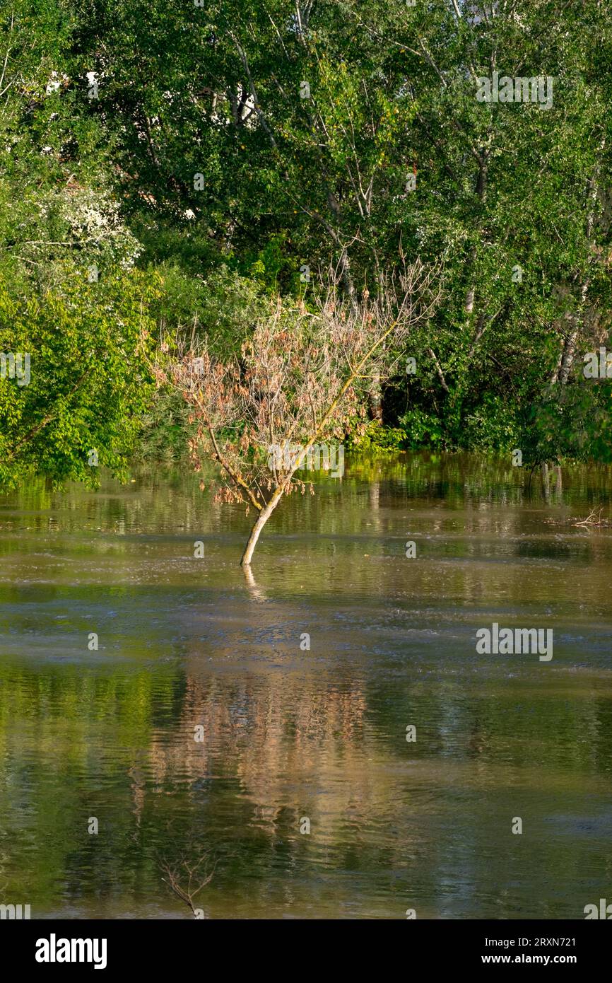 Landscape ,flood and reflection of the trees Stock Photo - Alamy