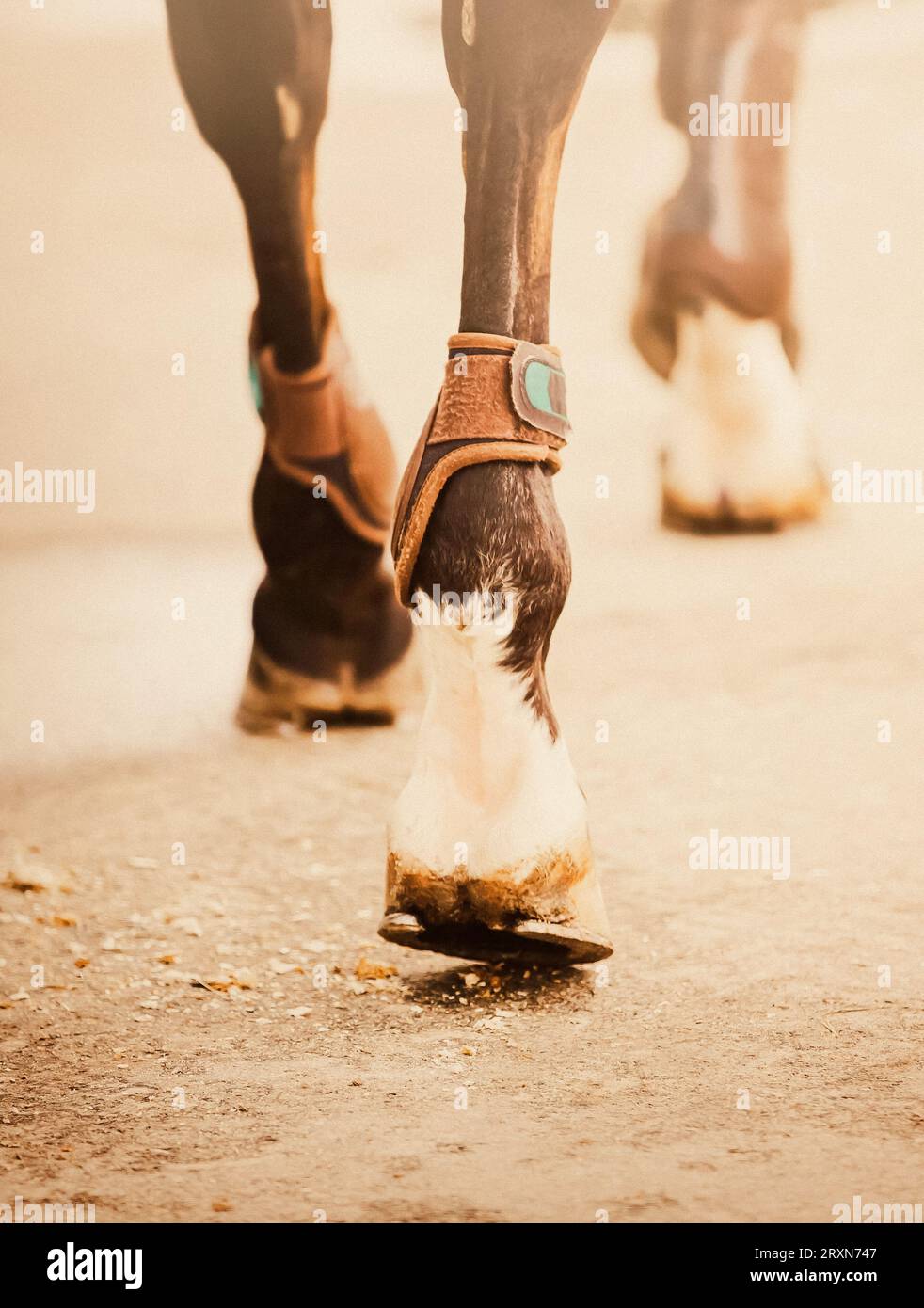 The photograph depicts the bay horse's legs stepping on the asphalt ...
