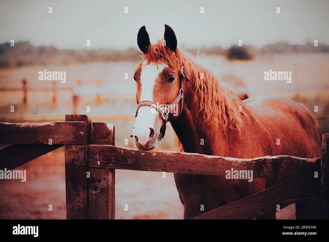 In the photograph, a sorrel horse stands in a field on a farm. The ...