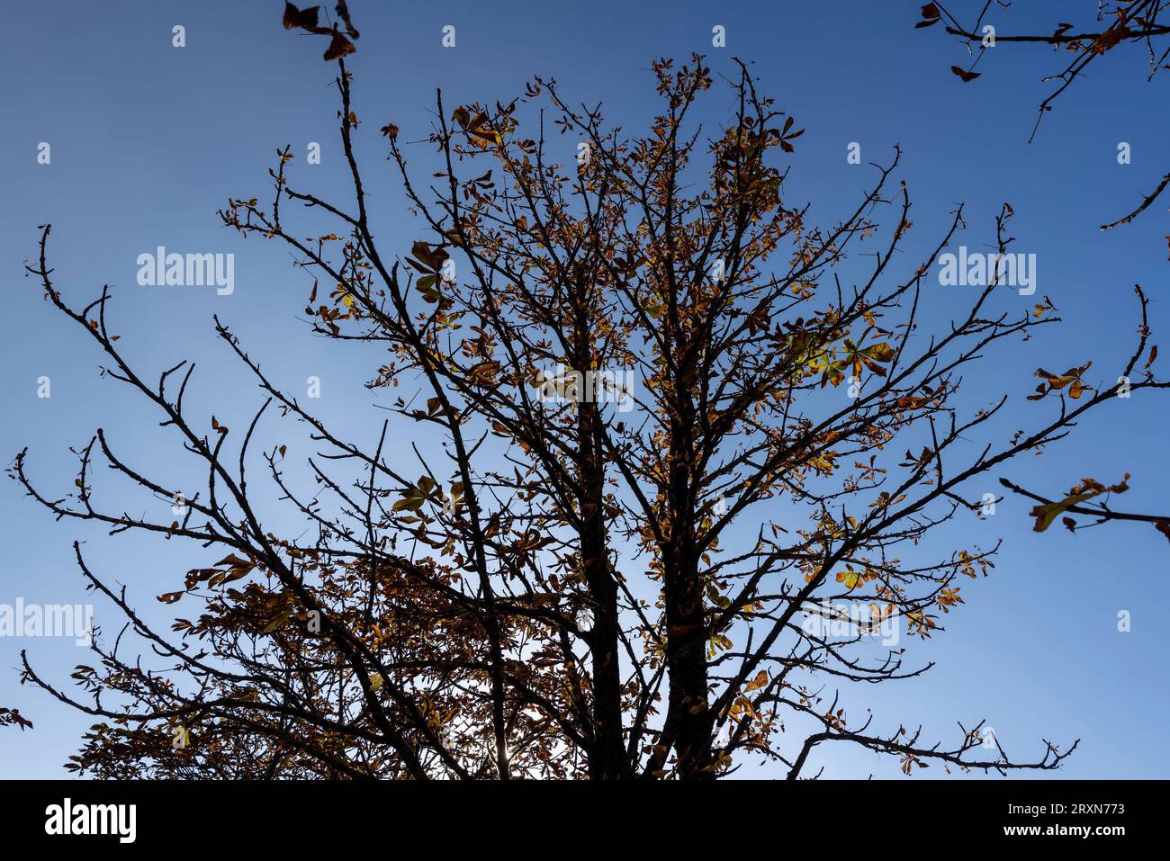 Chestnut horse falling hi-res stock photography and images - Alamy