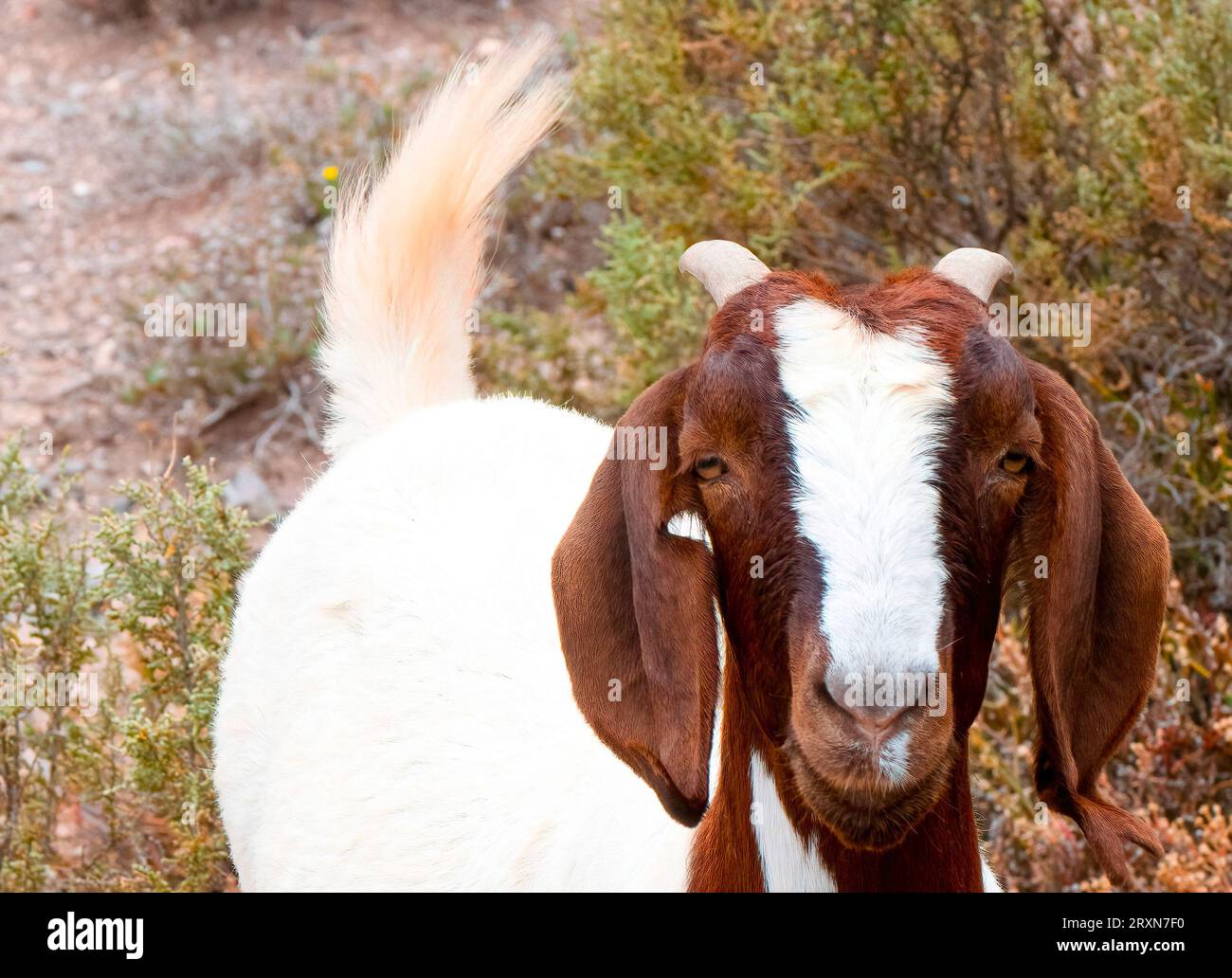 Inquisitive Boer goat (Capra aegagrus hircus) standing in a field near ...