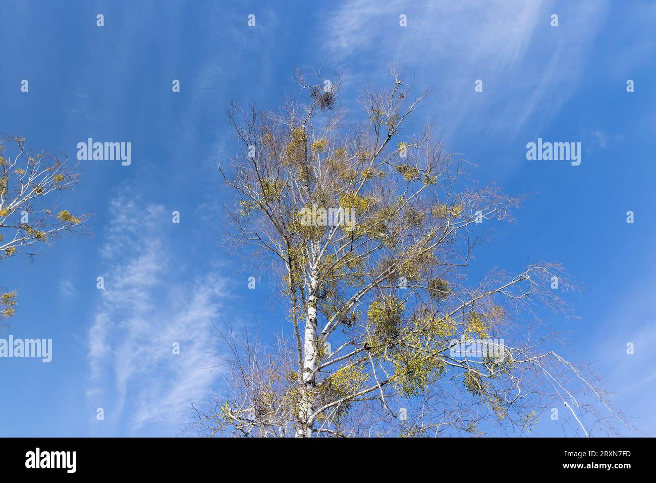 Tall birch trees in early spring without foliage, birch trees in the ...