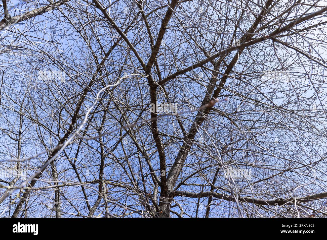 Branches of deciduous trees in the park in spring sunny weather ...