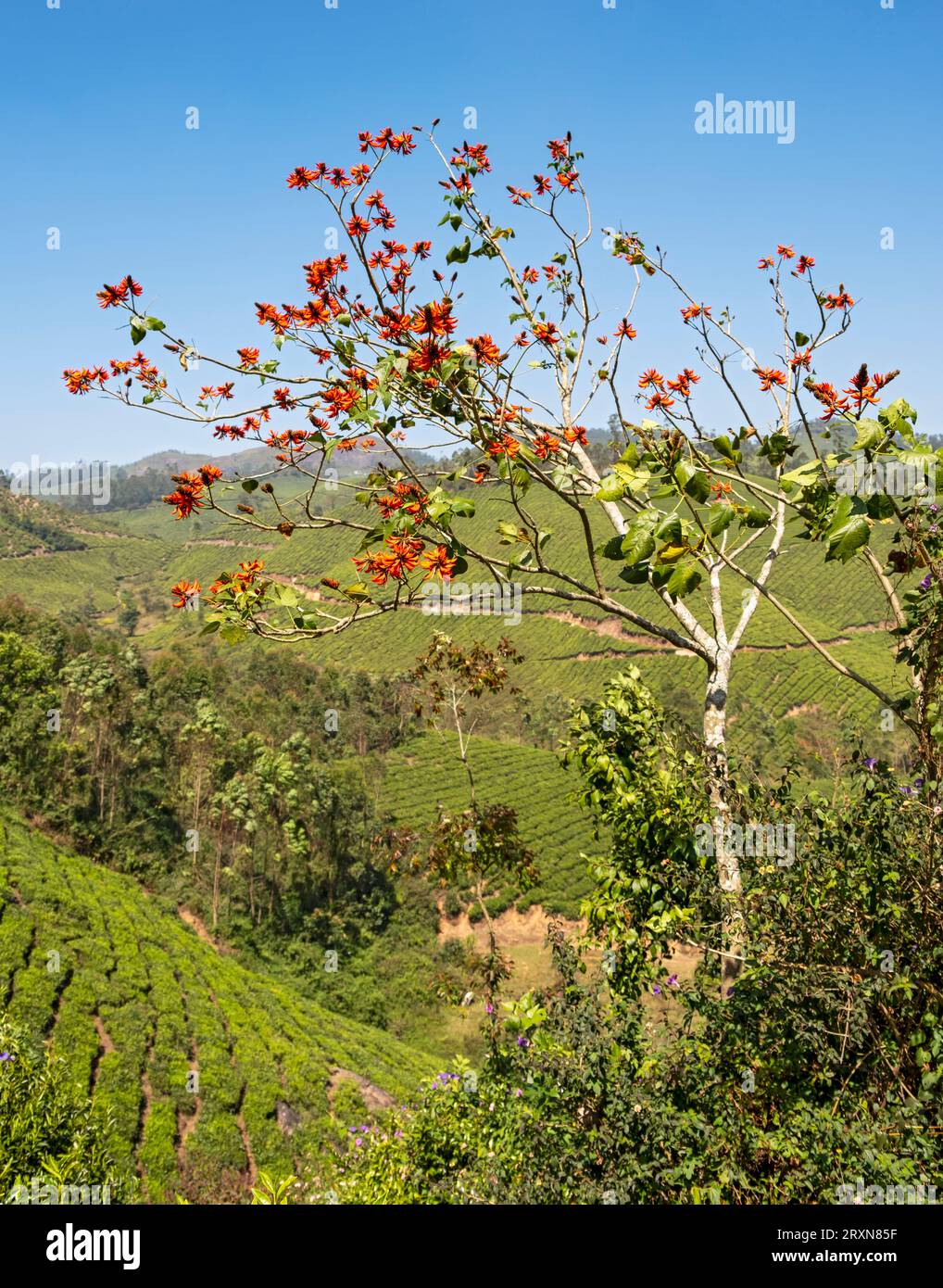 Coral tree hi-res stock photography and images - Alamy