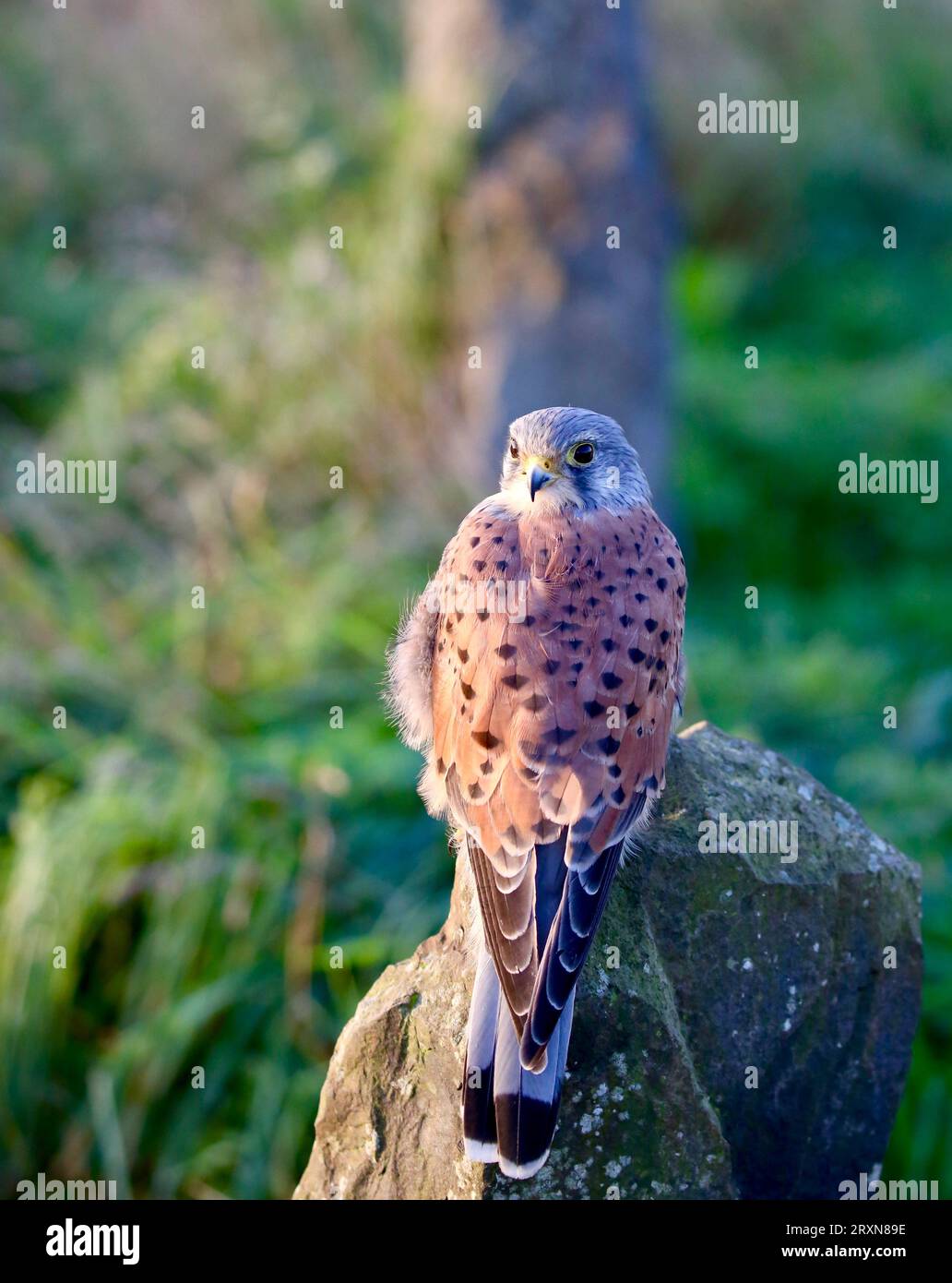Kestrel hunting behaviour hi-res stock photography and images - Alamy