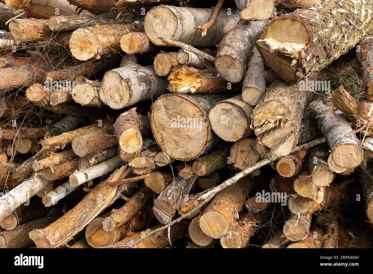 pine and other tree trunks during deforestation, stacked pile of wood ...
