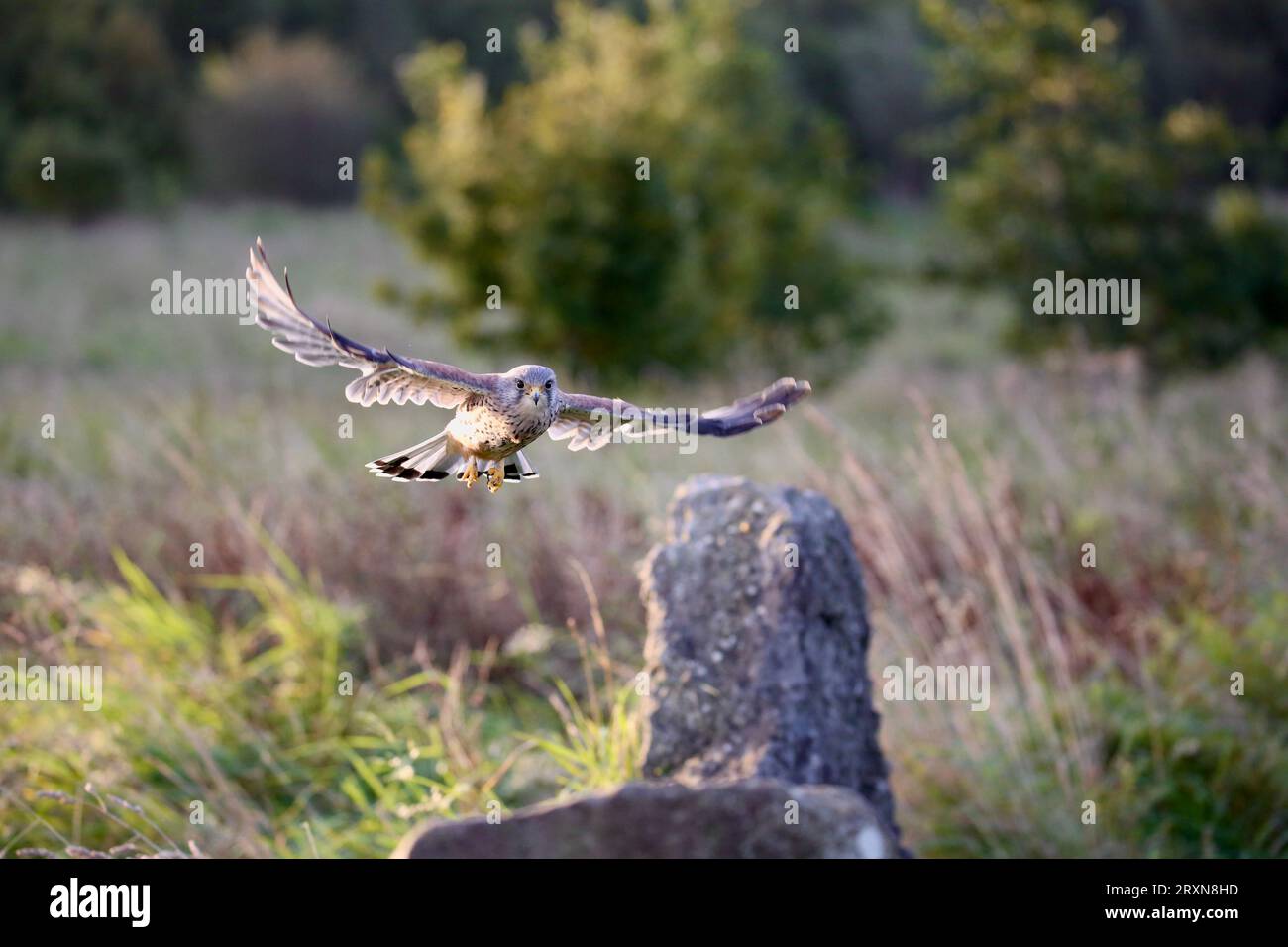 Swooping in hi-res stock photography and images - Alamy