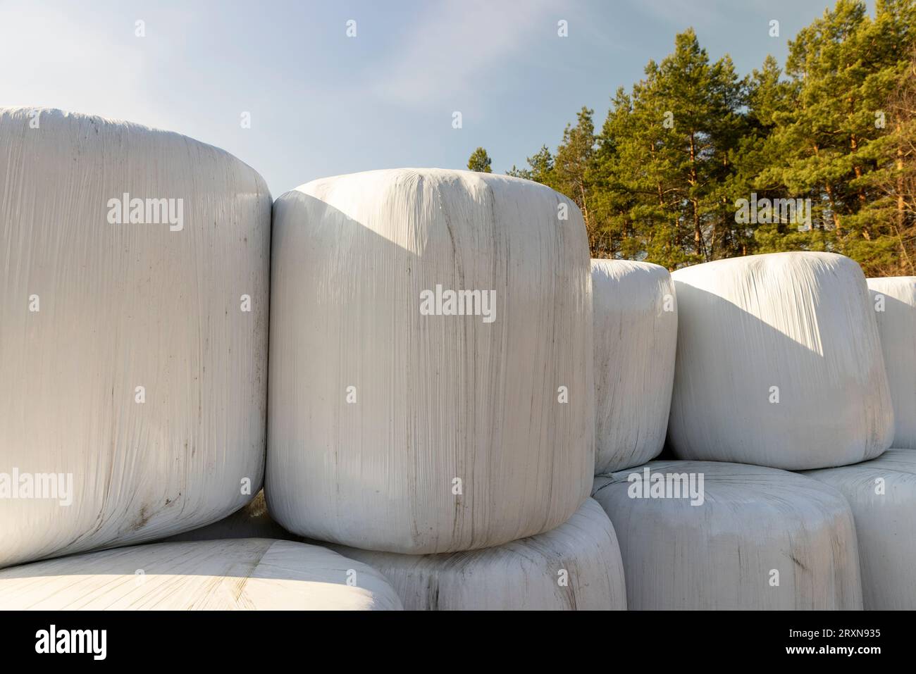 plastic packaging on mown hay for long-term storage, grass silage ...