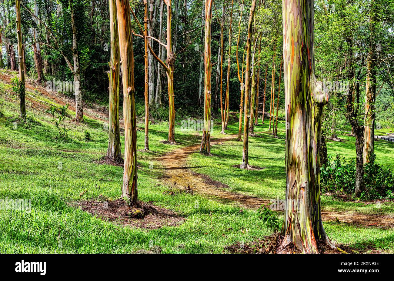 Mindanao gum trees (Eucalyptus Deglupta), Princeville, Hawaii, USA ...