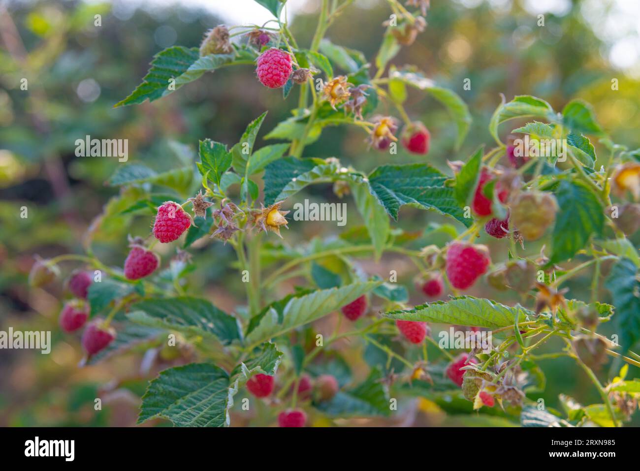 Arbusto arbusto arbustos arbustos hi-res stock photography and images ...