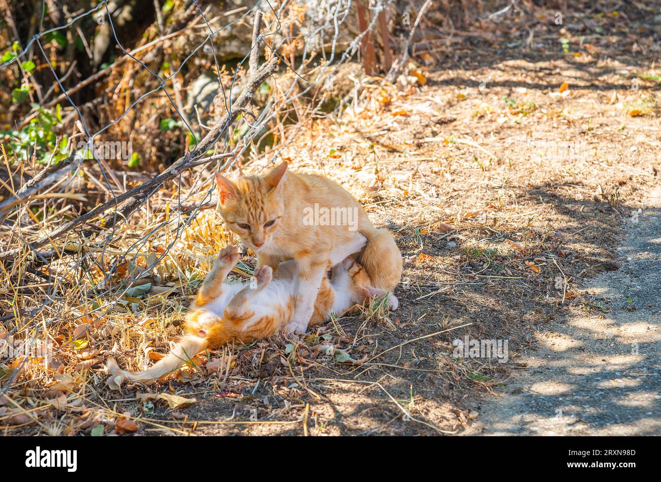 Female cat and her kitten Stock Photo - Alamy