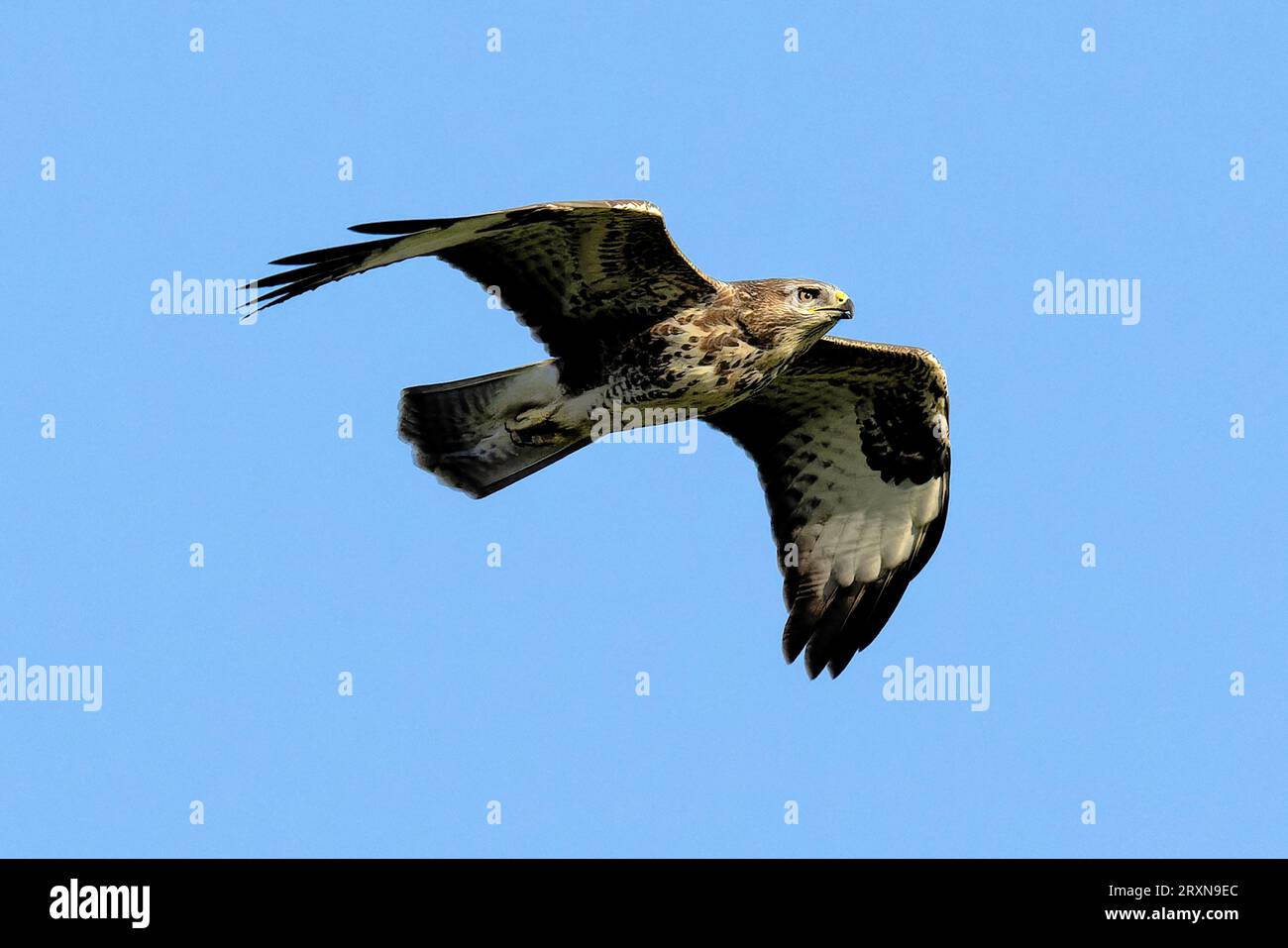Common Buzzard in Flight Stock Photo - Alamy