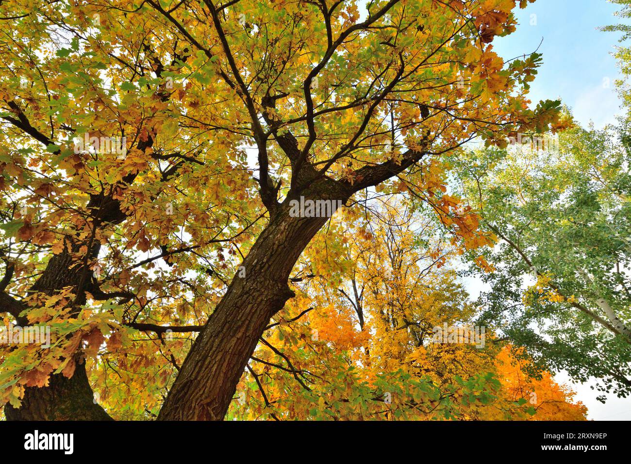 Oak tree bottom to top hi-res stock photography and images - Alamy