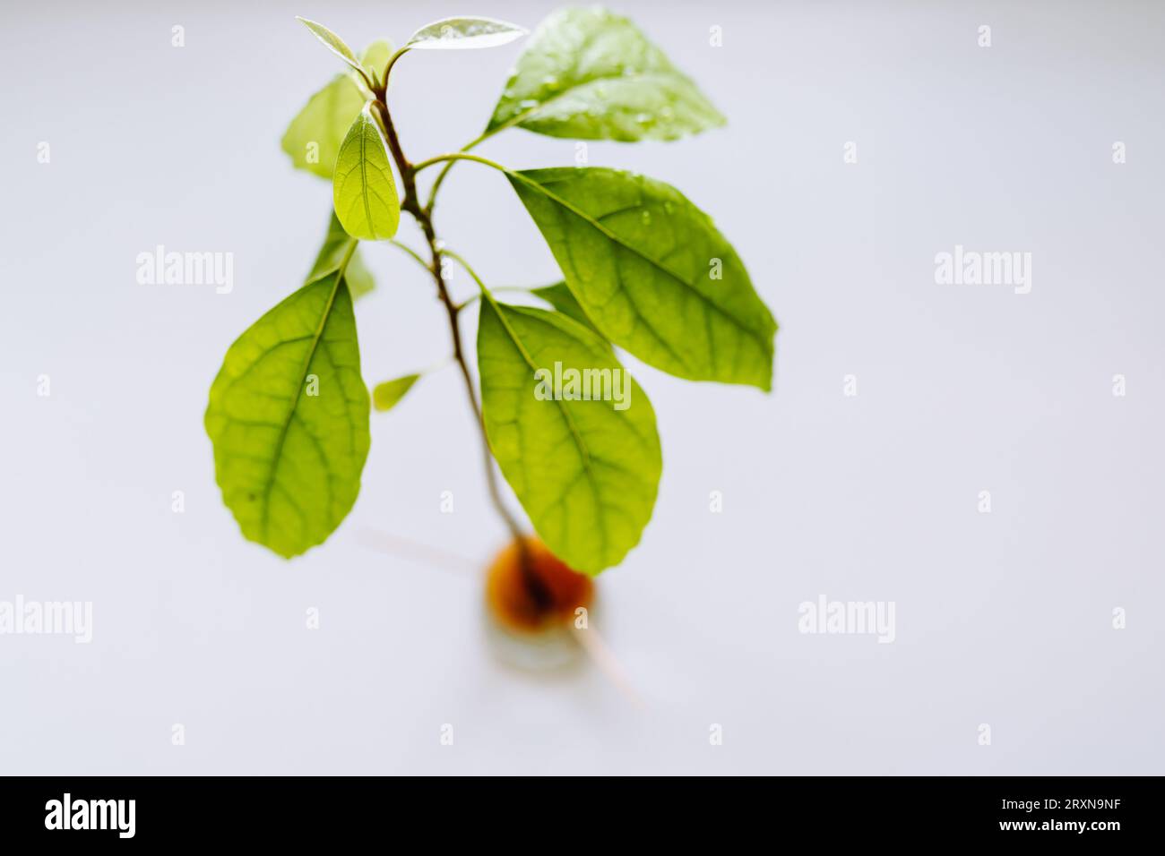 avocado seed with sprout and root Stock Photo - Alamy
