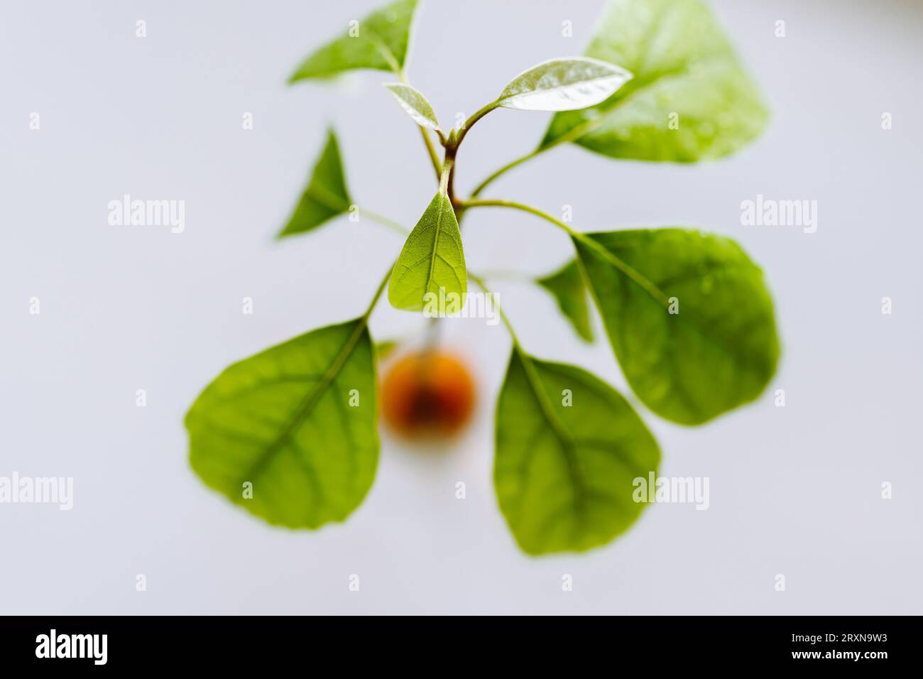 avocado seed with sprout and root Stock Photo - Alamy