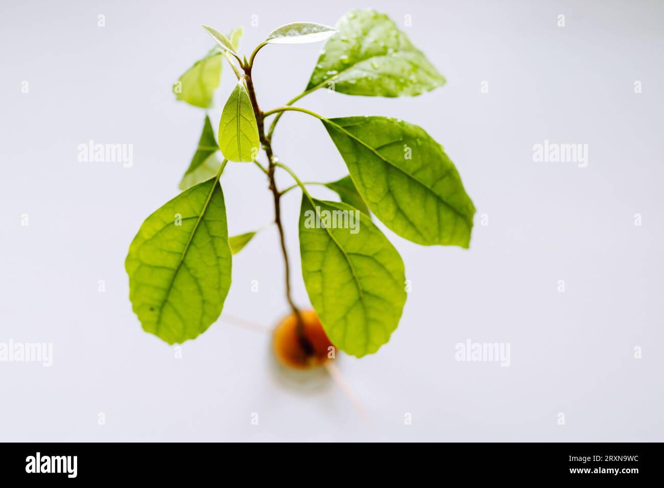 avocado seed with sprout and root Stock Photo - Alamy