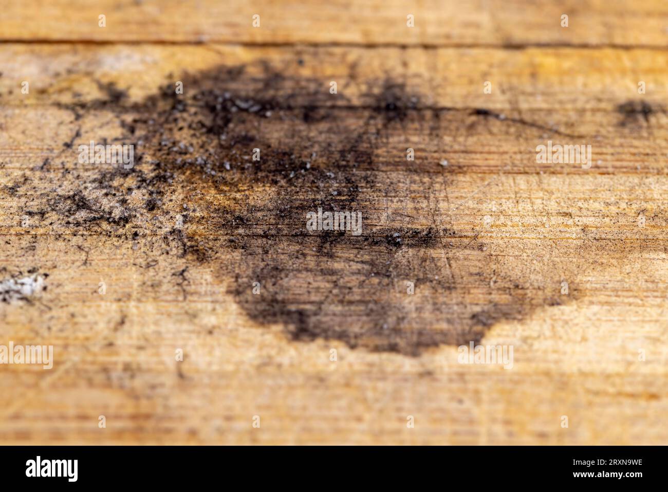 covered with mold and fungus bamboo cutting board, spoiled wooden board ...