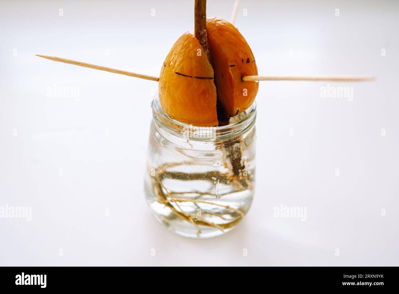 glass cup and rooted avocado plant Stock Photo - Alamy