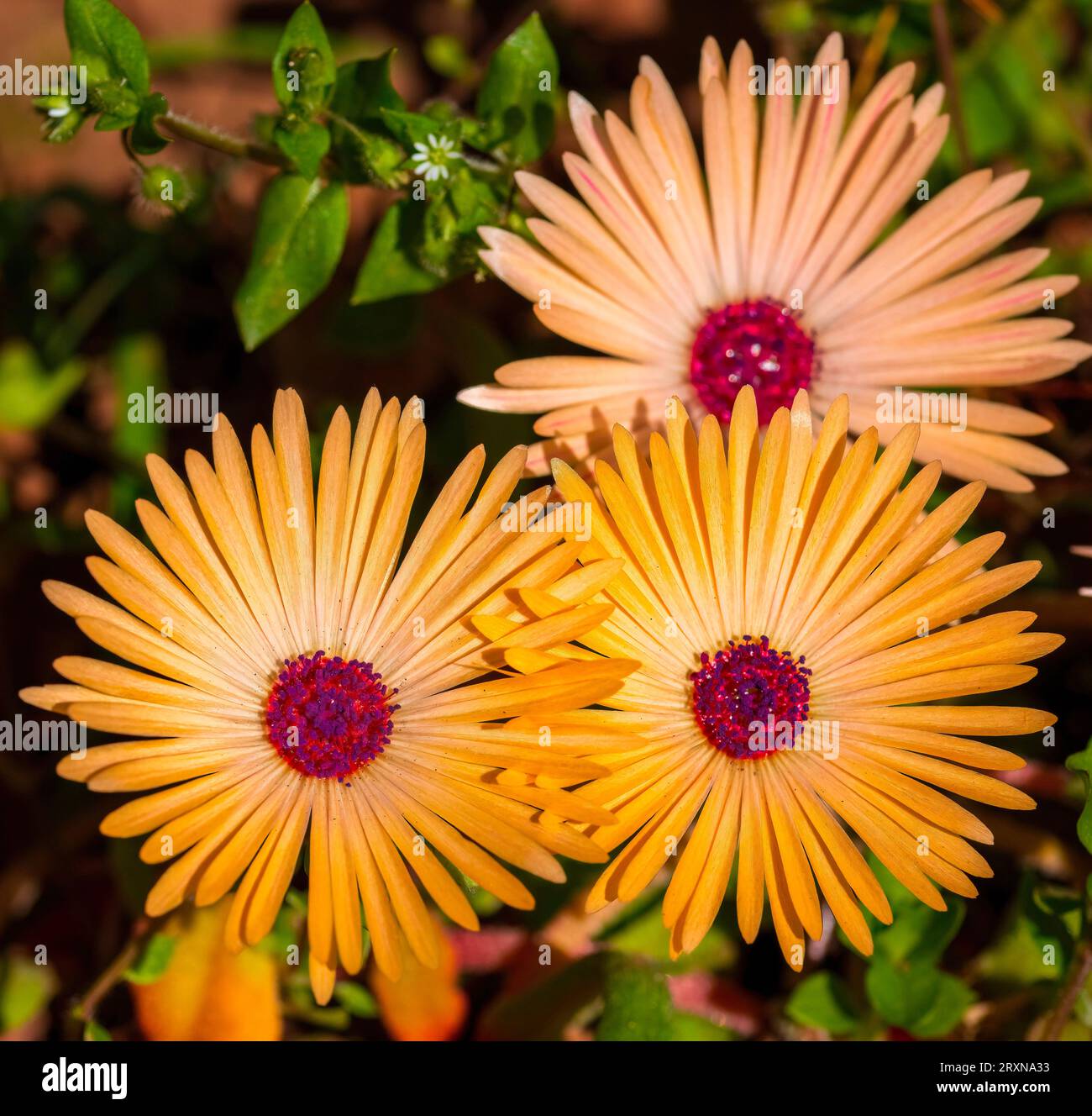 Ascending star. A close up of a purple star flower, roadside of the N9 ...