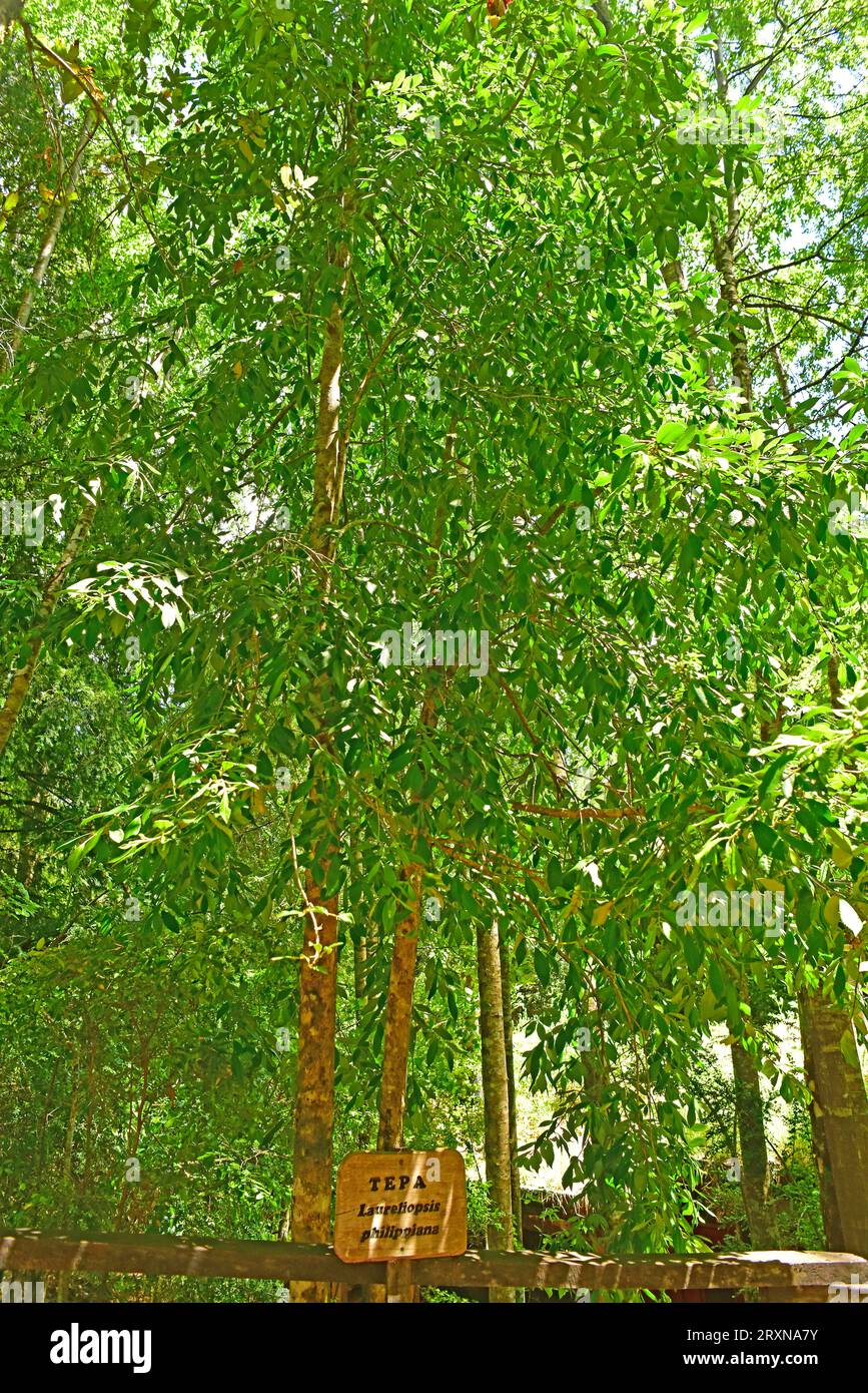 Tepa (Laureliopsis philippiana) is an evergreen tree endemic to Chile ...