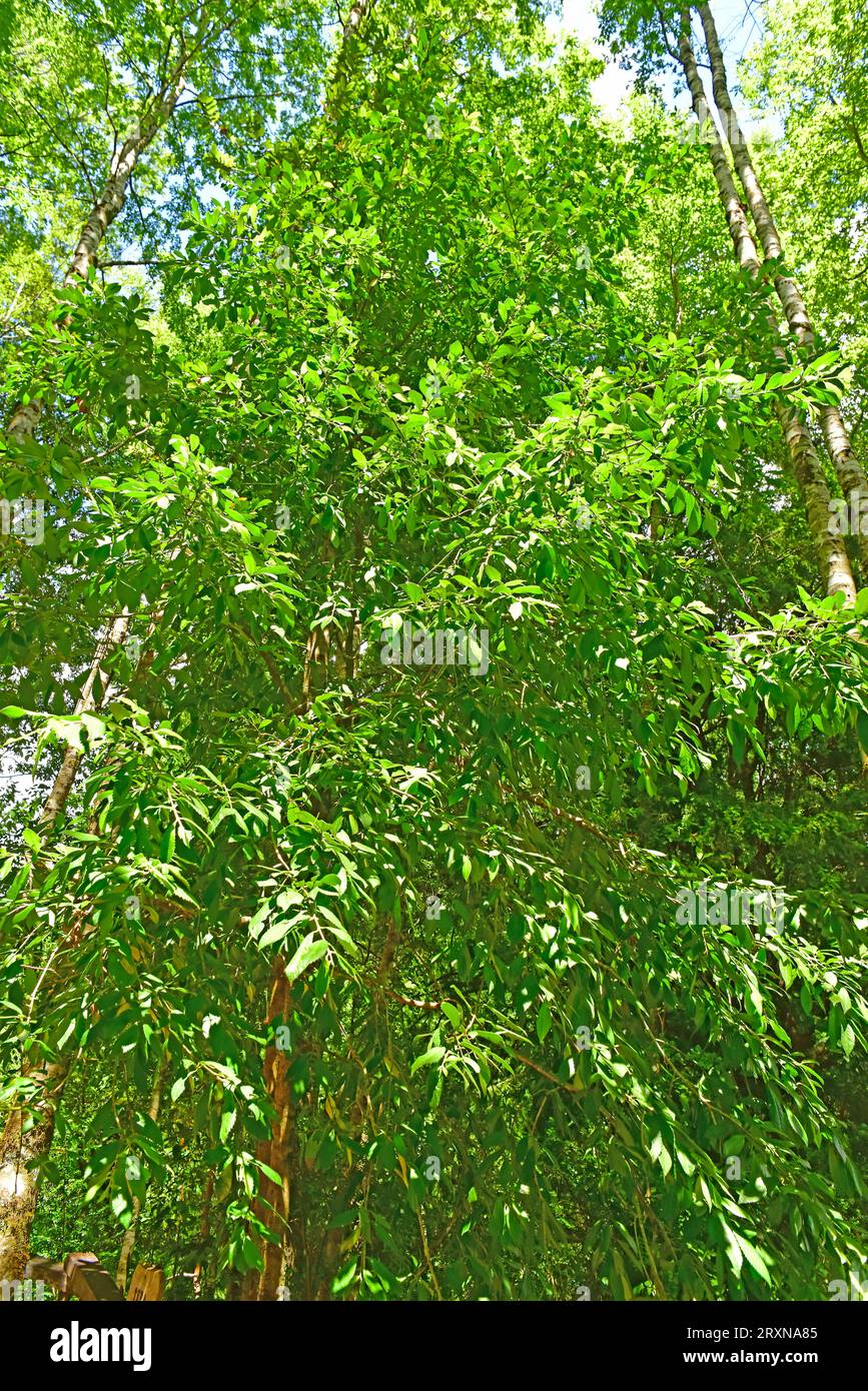 Tepa (Laureliopsis philippiana) is an evergreen tree endemic to Chile ...