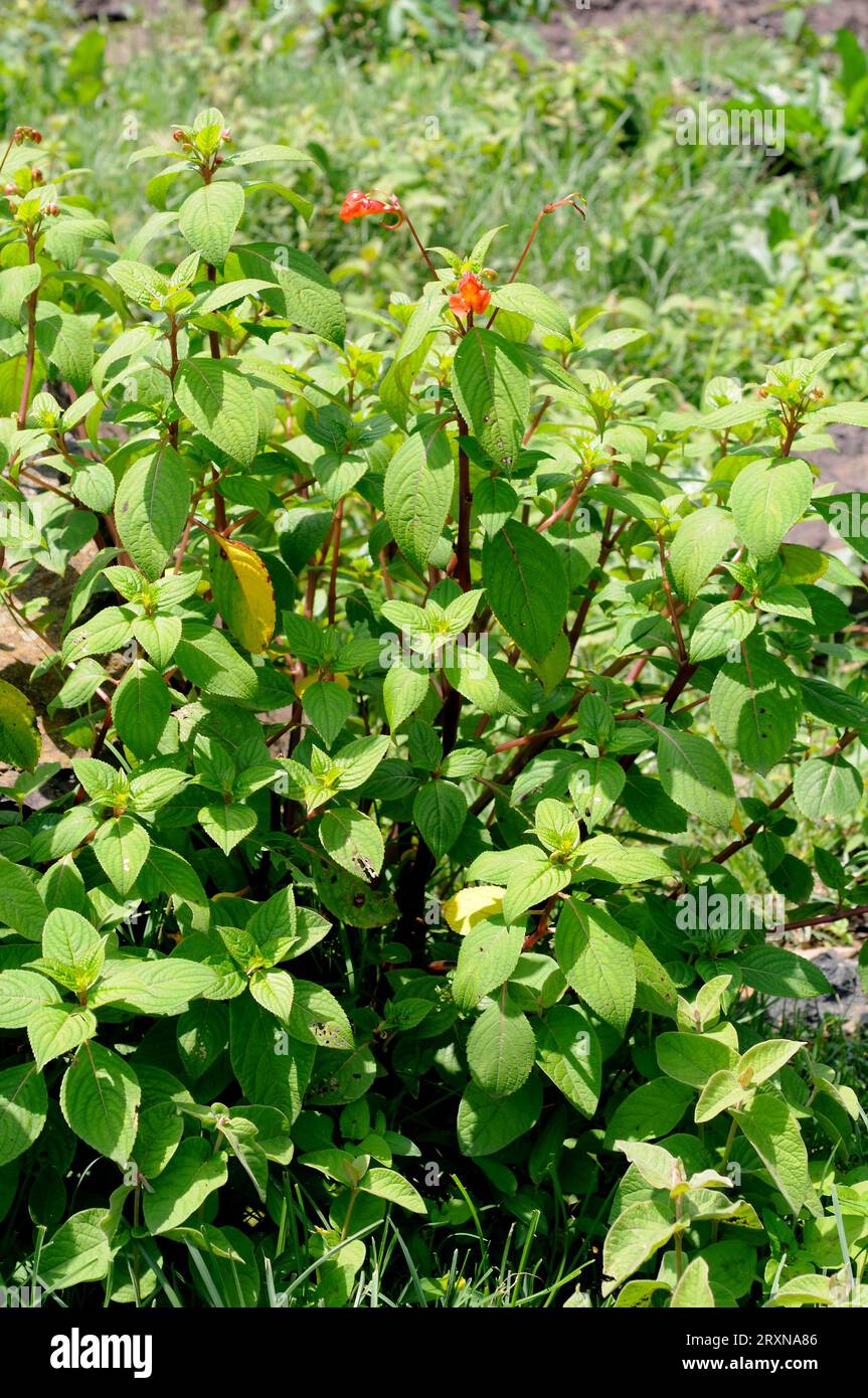 Touch-me-not (Impatiens fischeri) is a perennial plant native to ...