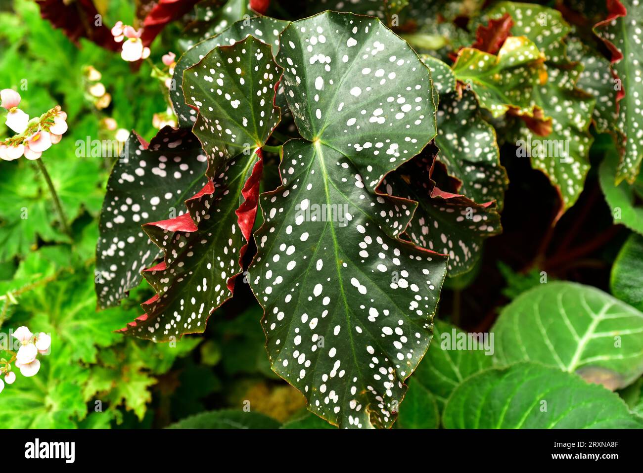 Scarlet begonia (Begonia coccinea) is an ornamental perennial plant ...