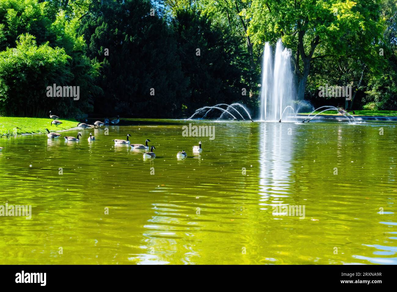 Beautiful fountain in lake at the park. Splashing streams Stock Photo ...