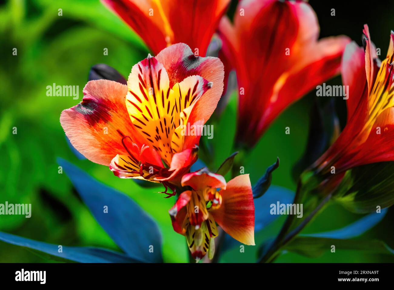 beautiful blossom flowers in the garden, bouquet, botanical Stock Photo ...