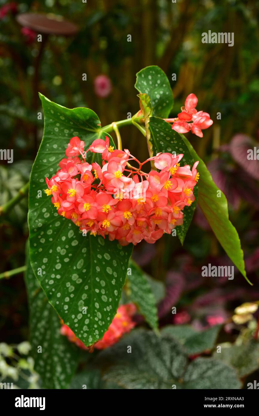 Scarlet begonia (Begonia coccinea) is an ornamental perennial plant ...
