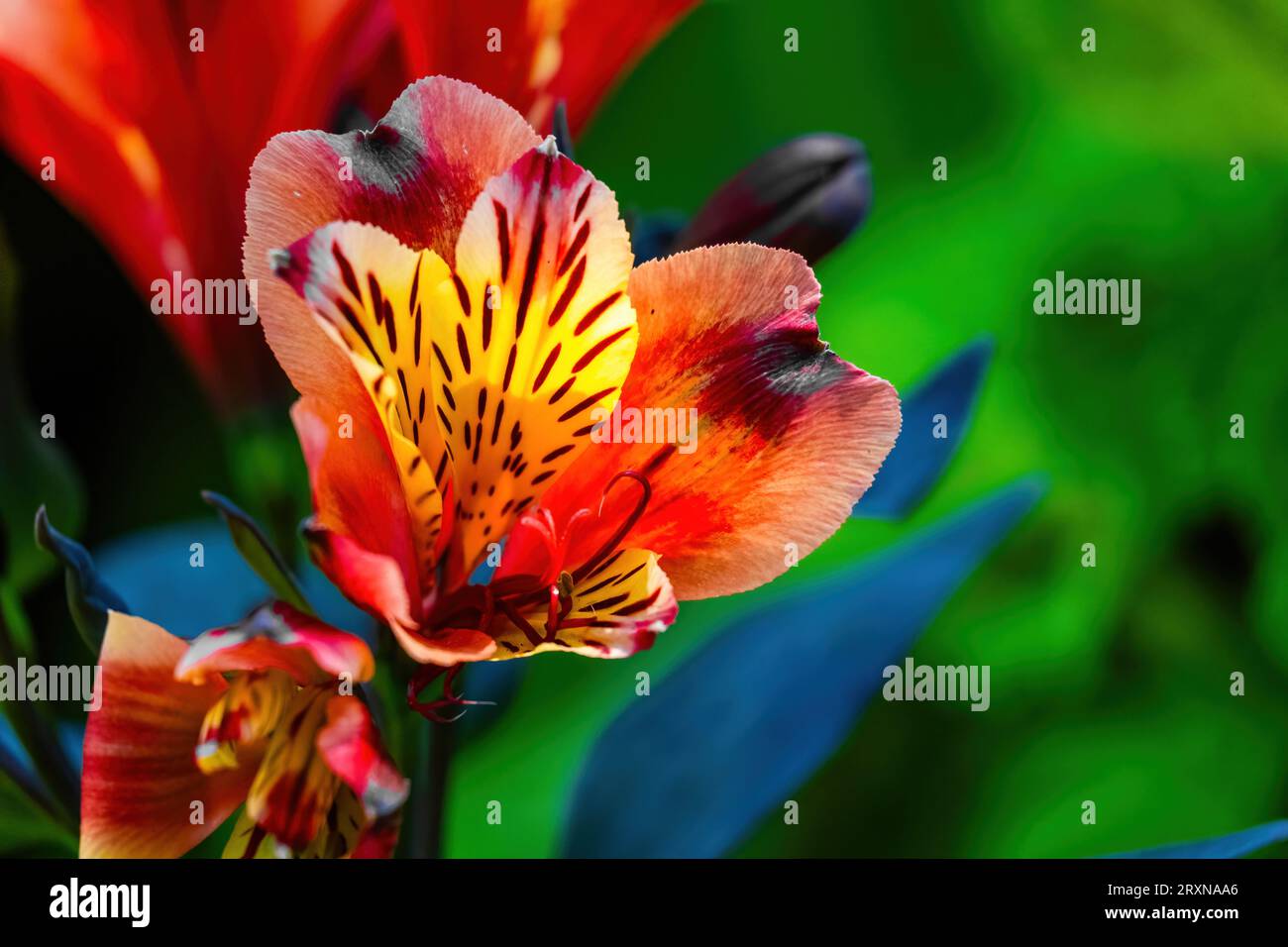 beautiful blossom flowers in the garden, bouquet, botanical Stock Photo ...