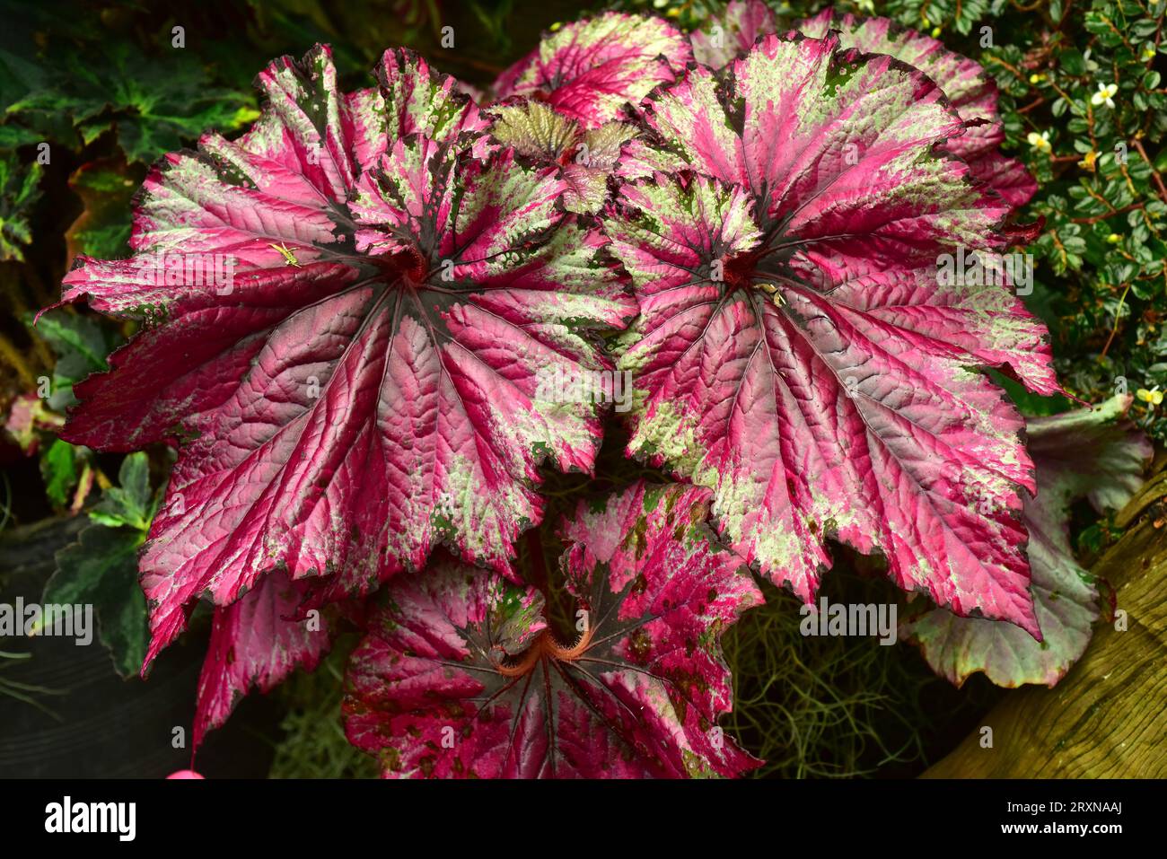 Begonia rex is an ornamental perennial plant native to tropical Asia ...