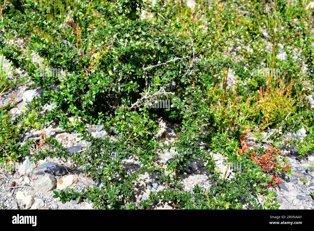 Calafate (Berberis buxifolia or Berberis microphylla) is an evergreen ...