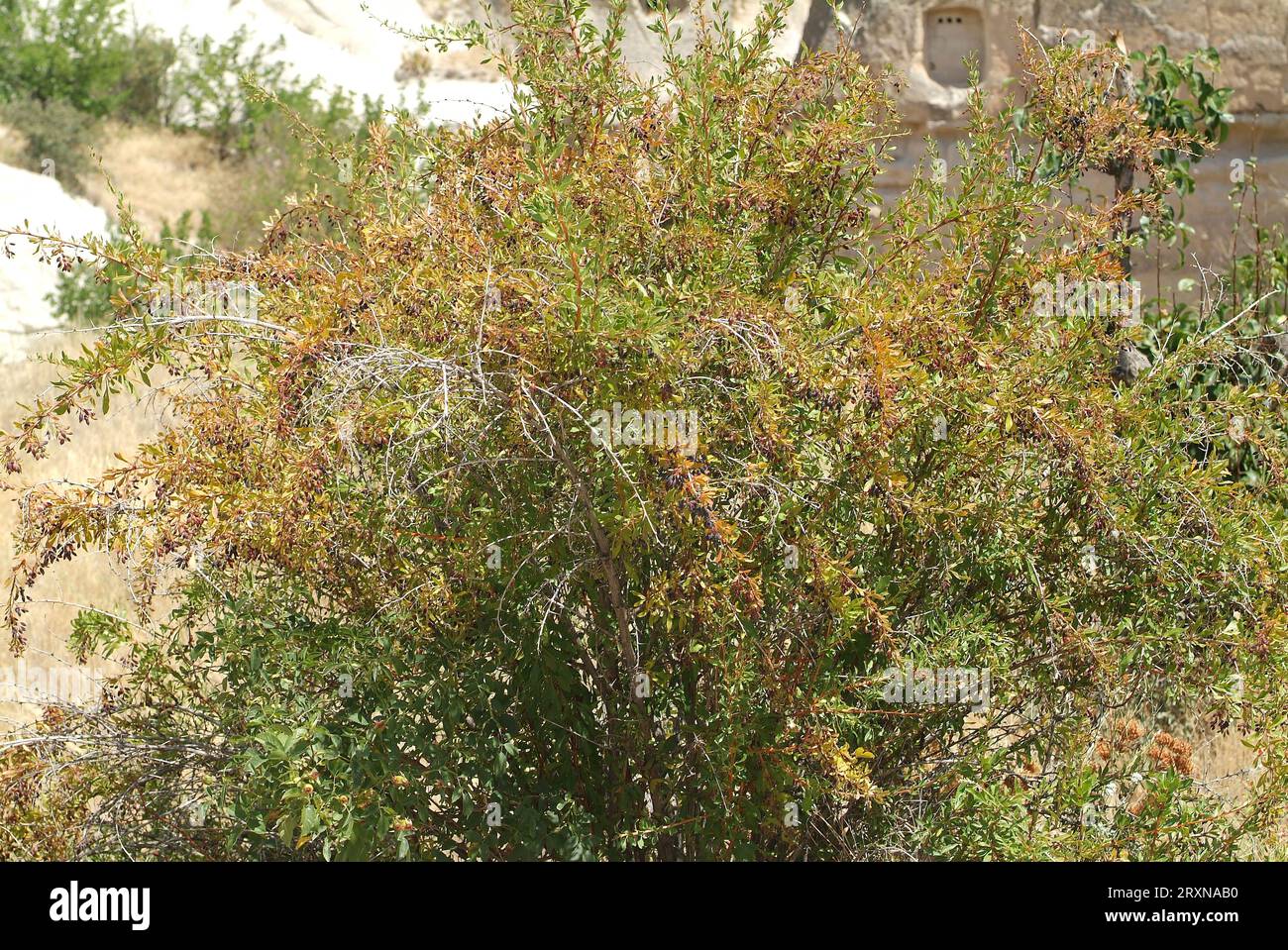 Red barberry (Berberis thunbergii) is a deciduous spiny shrub native to ...