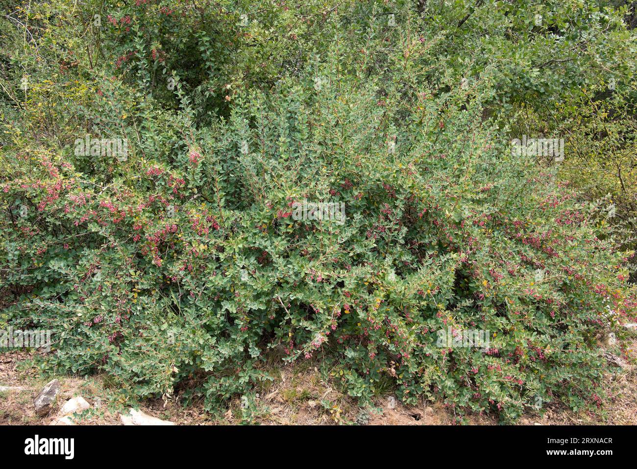 Barberry (Berberis vulgaris) is a deciduous spiny shrub native to ...